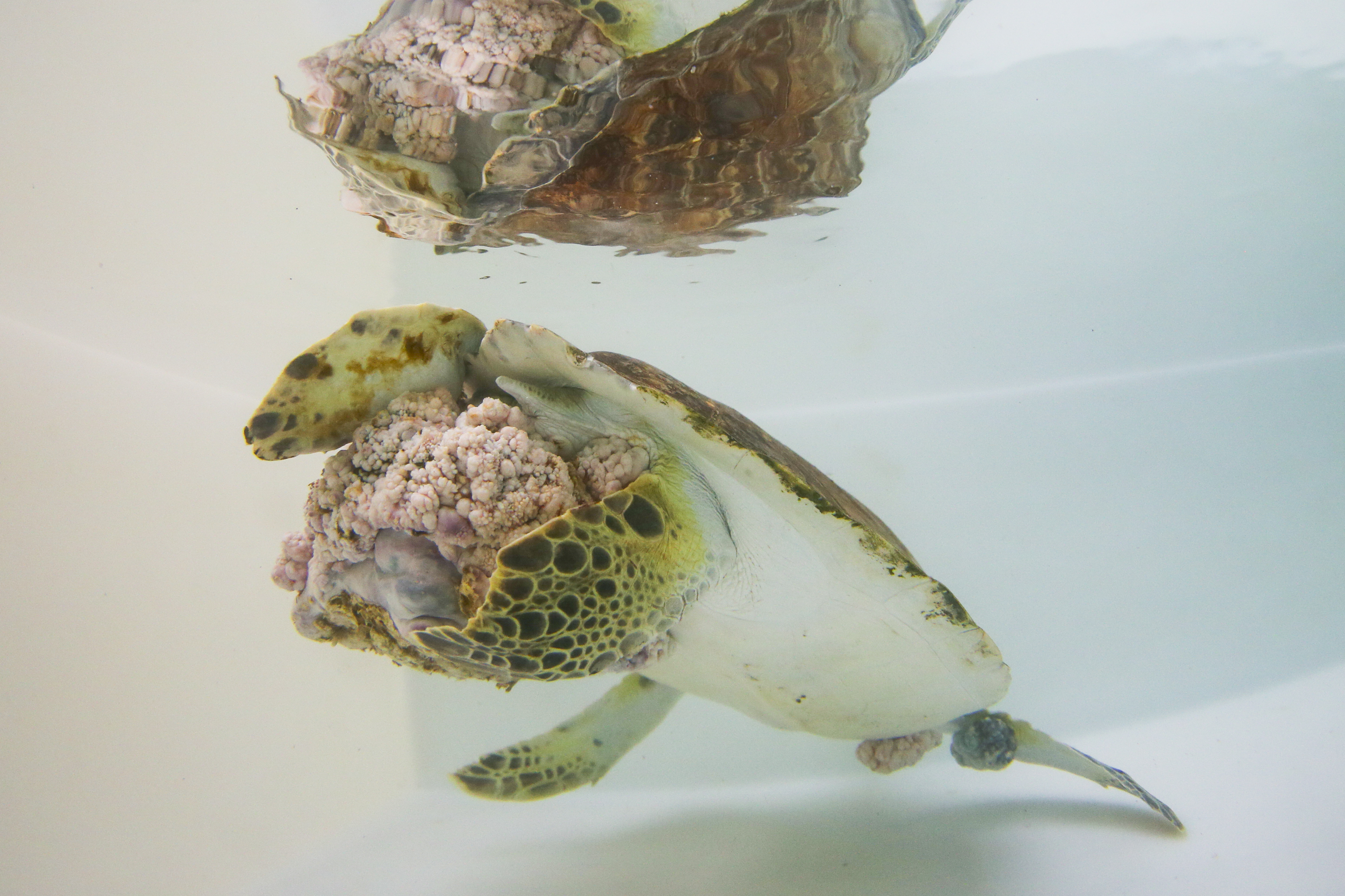 NSU Research Spotlight NSU FAU And UTHSC Collaborate On Sea Turtle 